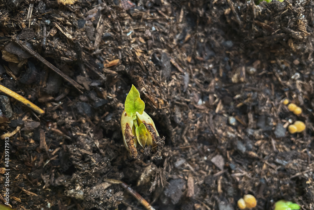 Green bean sprout emerging from the cultivation soil. Germinated seed ...