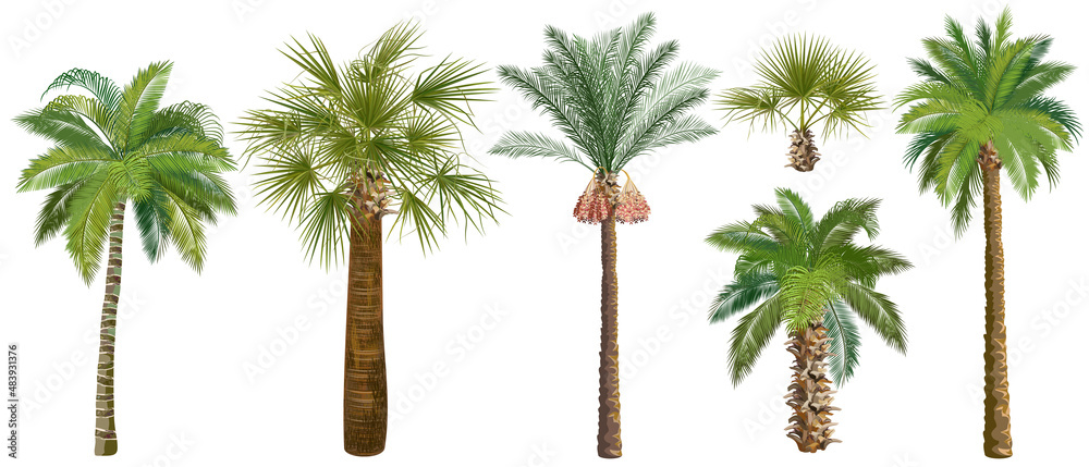 Set of palm trees (сoconut, date, sugar, аcai) realistic vector ...