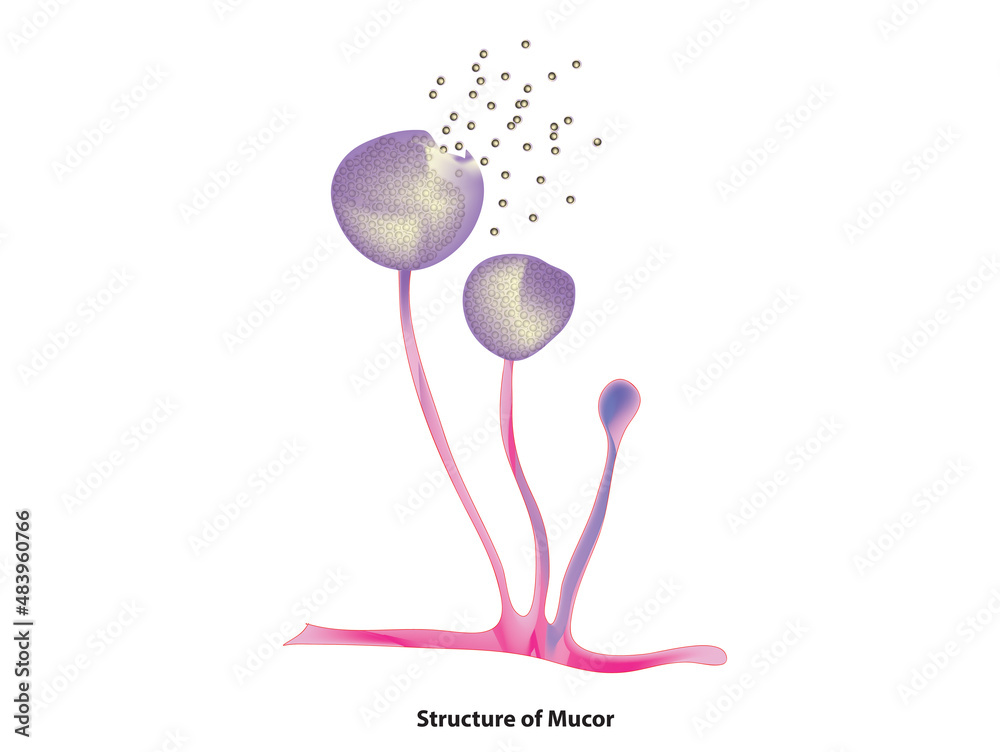 structure of mucor (mucor anatomy) Stock Vector | Adobe Stock