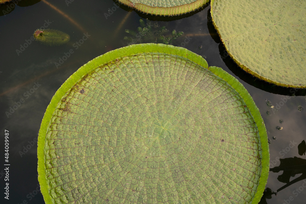 Exotic South American aquatic plants. Victoria cruziana, also known as ...