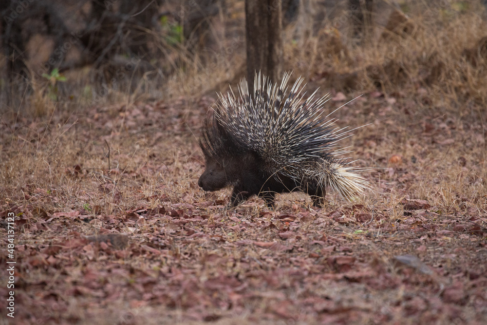 Stockfoto Porcupine in the nature habitat. Indian porcupine in the ...