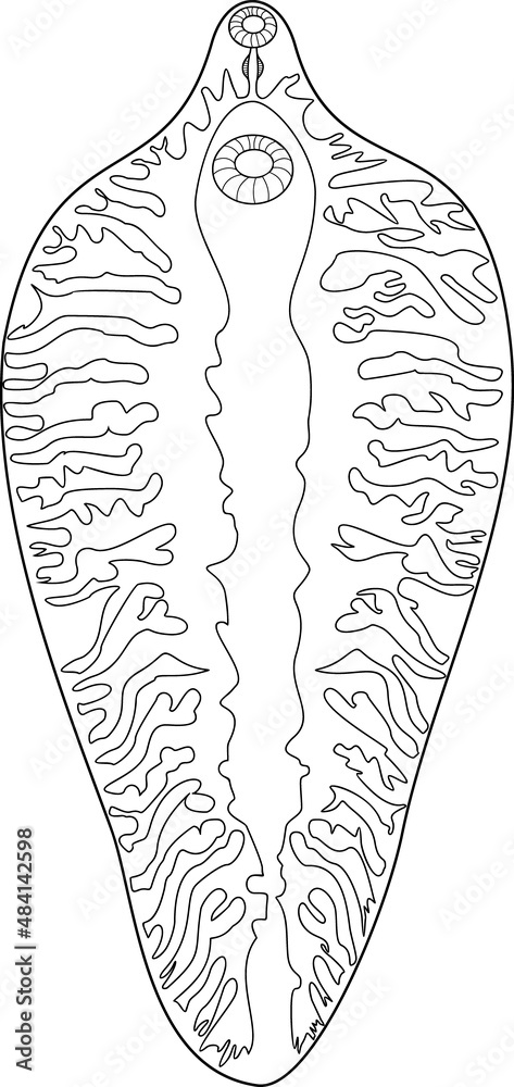 Coloring page with Sheep liver fluke (Fasciola hepatica). Structure of ...