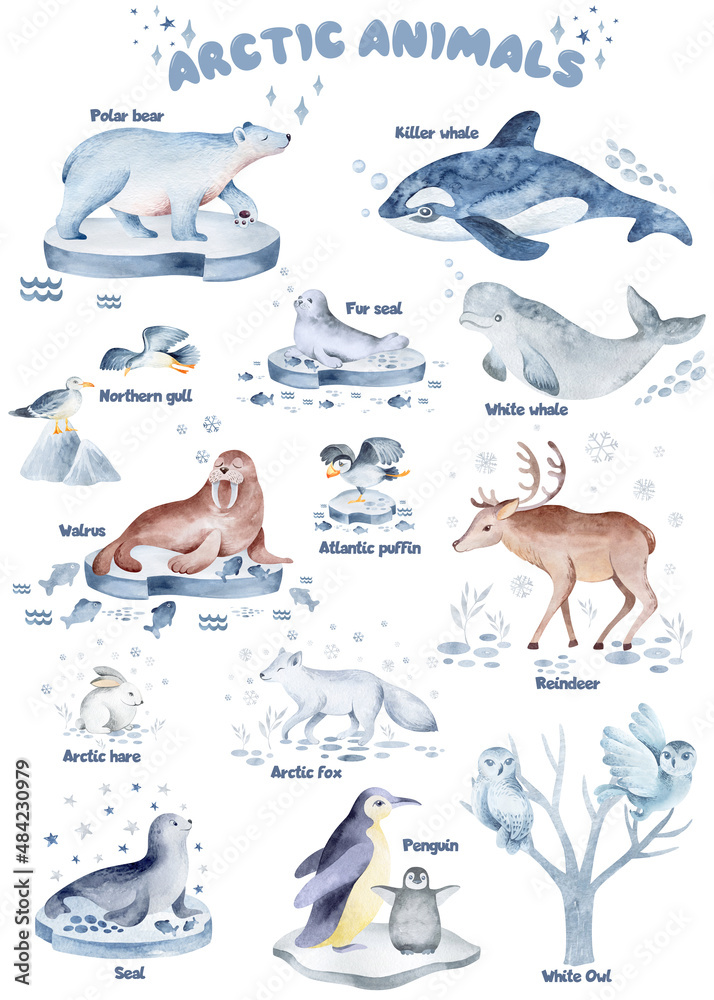 Snow Animals Pictures With Names