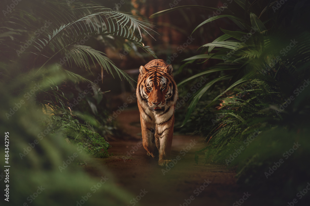 tiger in the forest Stock Photo | Adobe Stock