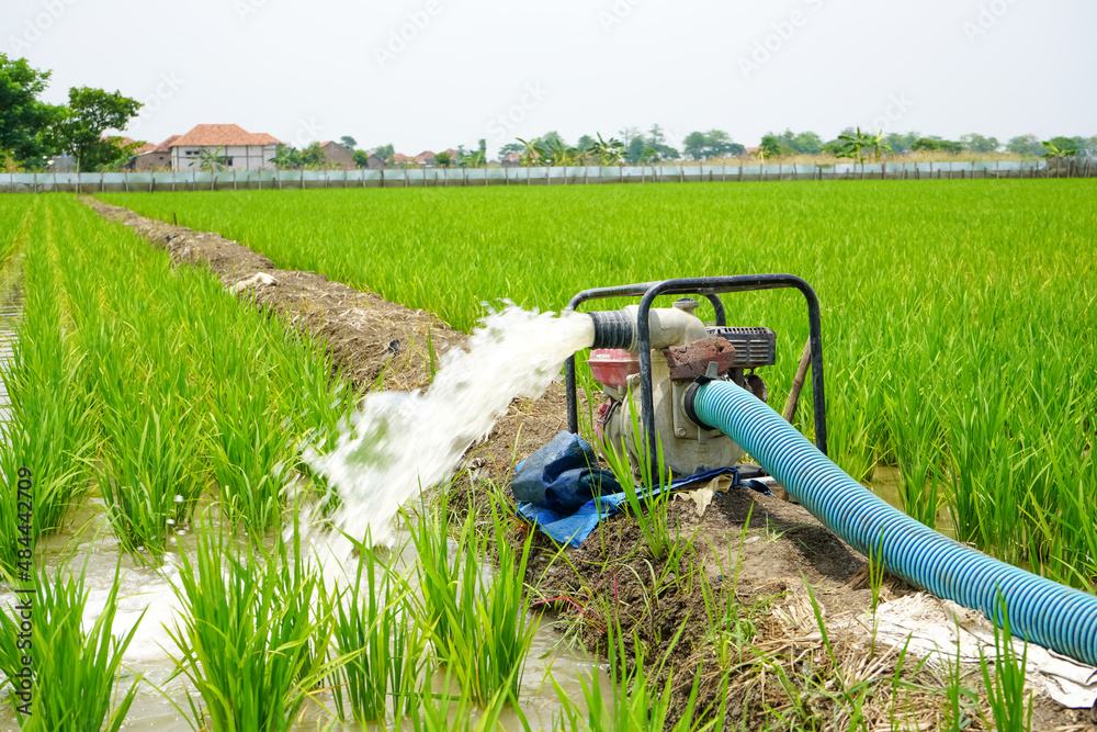 Stock-Foto „Irrigation of rice fields using pump wells with the ...