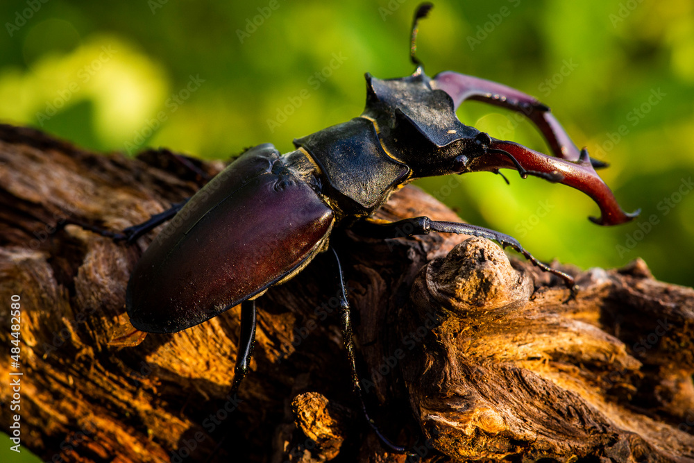Male of the stag beetle, Lucanus cervus, sitting on oak tree. A rare ...