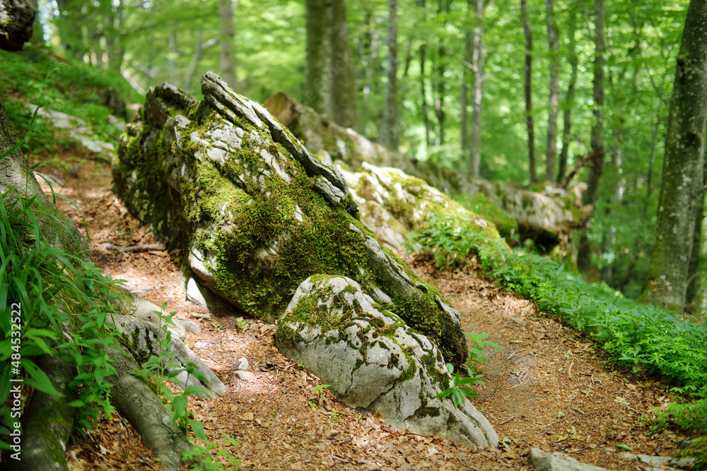 Casentino secular forest, one of the largest forest in Europe ...