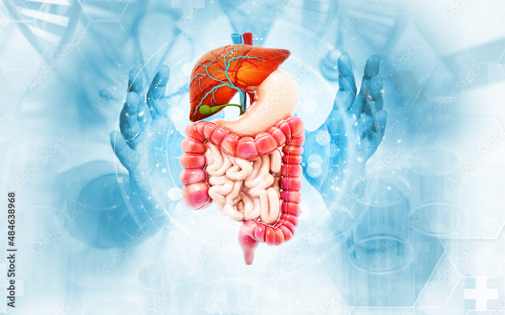 The doctor shows the human digestive system on medical background ...