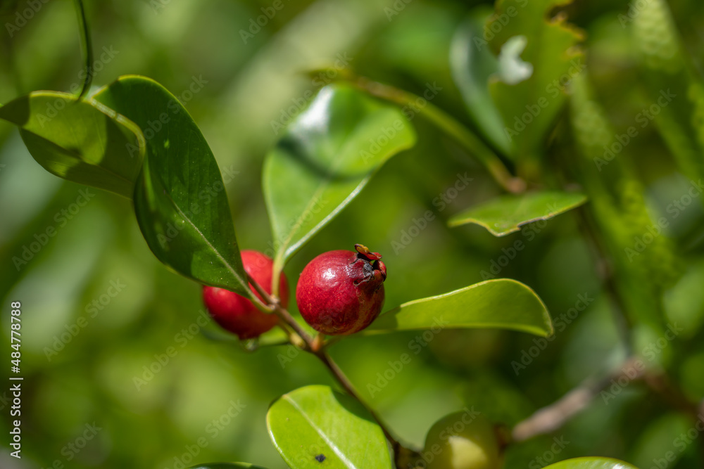 Psidium cattleyanum (World Plants : Psidium cattleianum), commonly ...