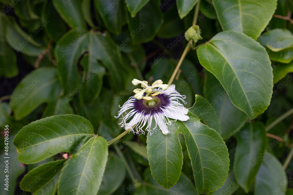 Passiflora edulis, commonly known as passion fruit, is a vine species ...