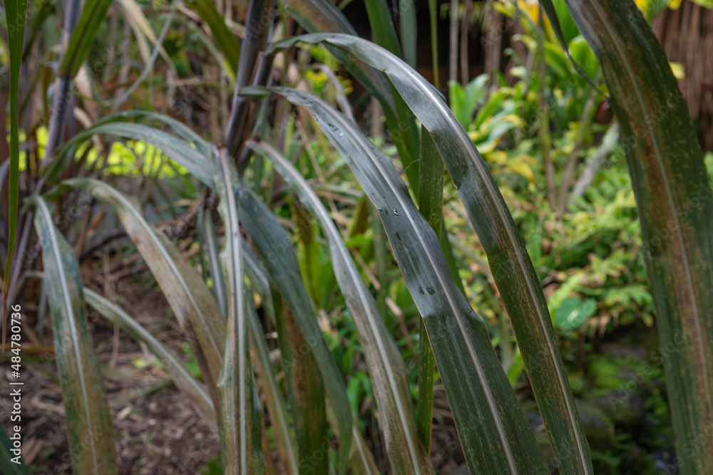 Foto Saccharum officinarum is a large, strong-growing species of grass ...