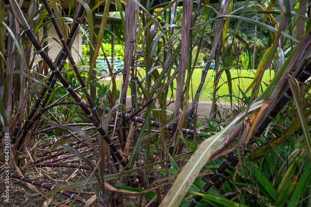 Saccharum officinarum is a large, strong-growing species of grass in ...