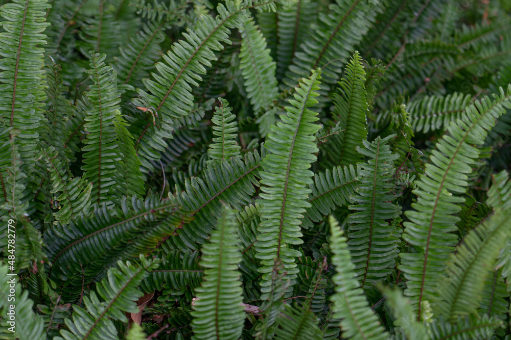 Stock-Foto „Nephrolepis cordifolia, is a fern native to northern ...