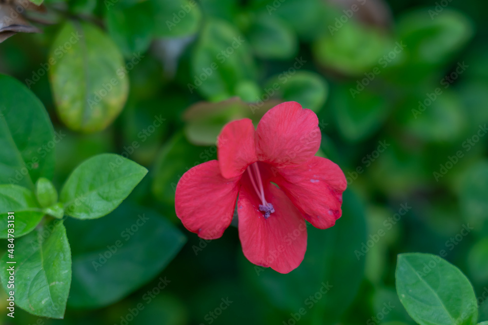 Barleria repens, the small bush violet, is a plant in the family ...