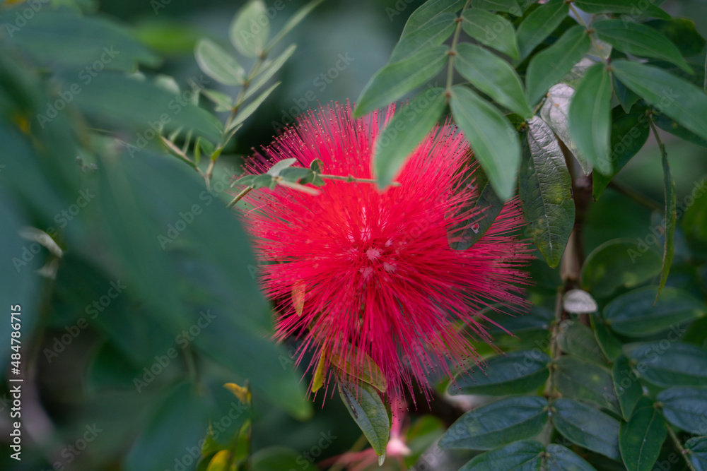 Calliandra haematocephala is a species of flowering plants of the genus ...