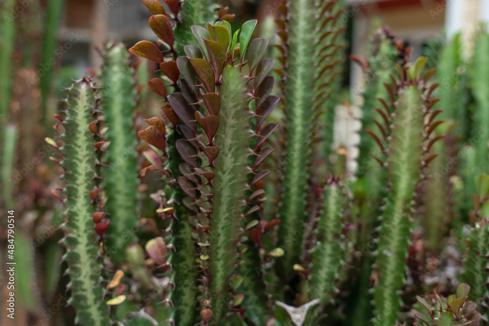 Euphorbia trigona (also known as African milk tree, cathedral cactus ...