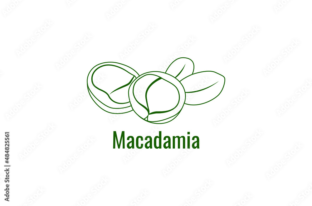 Macadamia nuts line art vector illustration Stock Vector | Adobe Stock