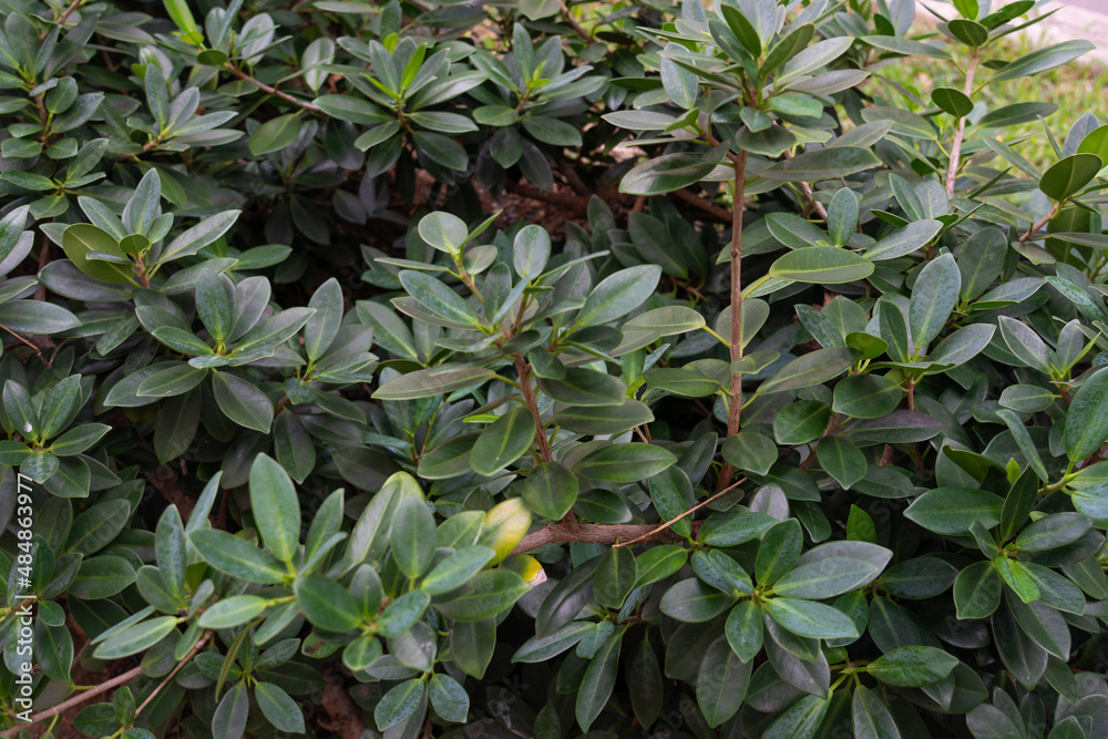 Ficus microcarpa var. crassifolia . Hedge. Ficus microcarpa, also known ...
