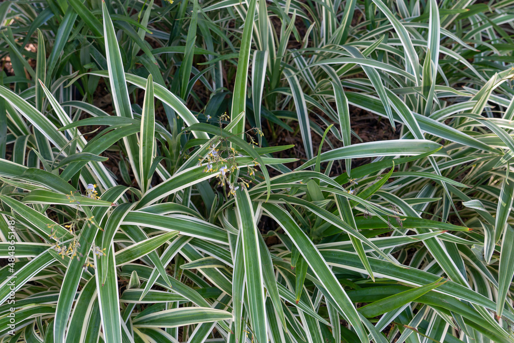 Dianella ensifolia (Variegated flax lily) Dianella is a genus of about ...