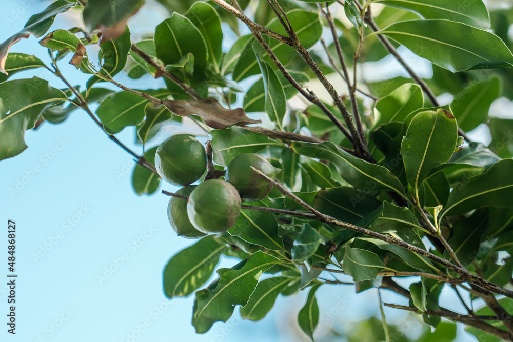 Macadamia integrifolia Common names include macadamia, smooth-shelled ...