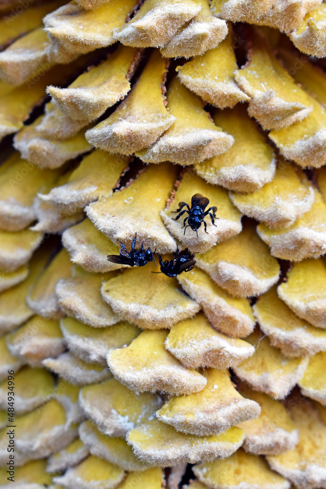 Stingless bees on male cone of sago palm Stock Photo | Adobe Stock