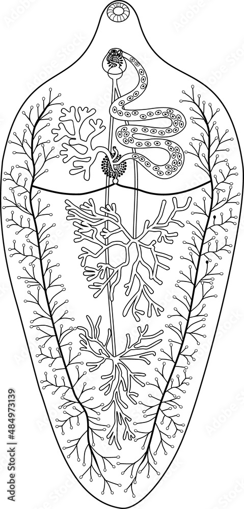 Coloring page with structure of reproductive system of Sheep liver ...