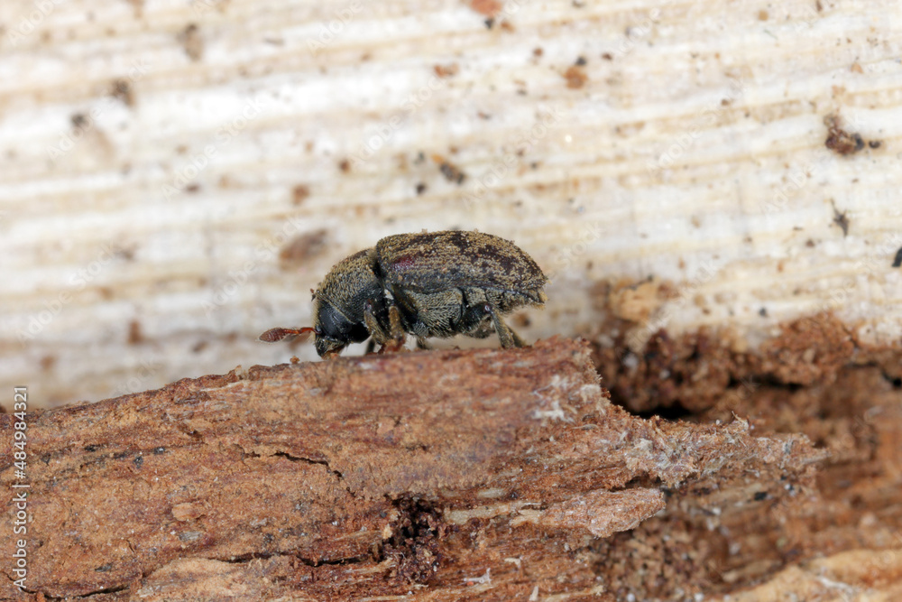 Hylesinus varius formerly fraxini is a species of weevil native to ...