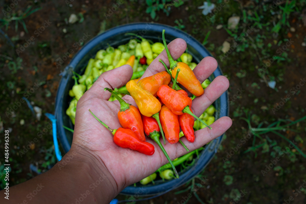 a bunch of datil peppers or cabai rawit merah (also known as Capsicum ...
