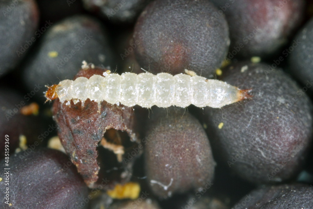 Larva of grain beetle Cryptolestes ferrugineus is a beetles of the ...