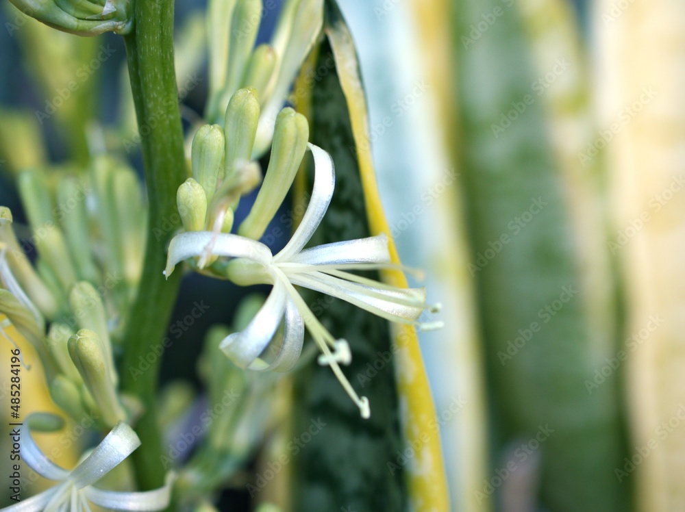 White flower of Dracaena trifasciata plant ,Snake plant ,Saint George's ...