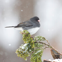 Dark-eyed Junco In Snow Free Stock Photo - Public Domain Pictures