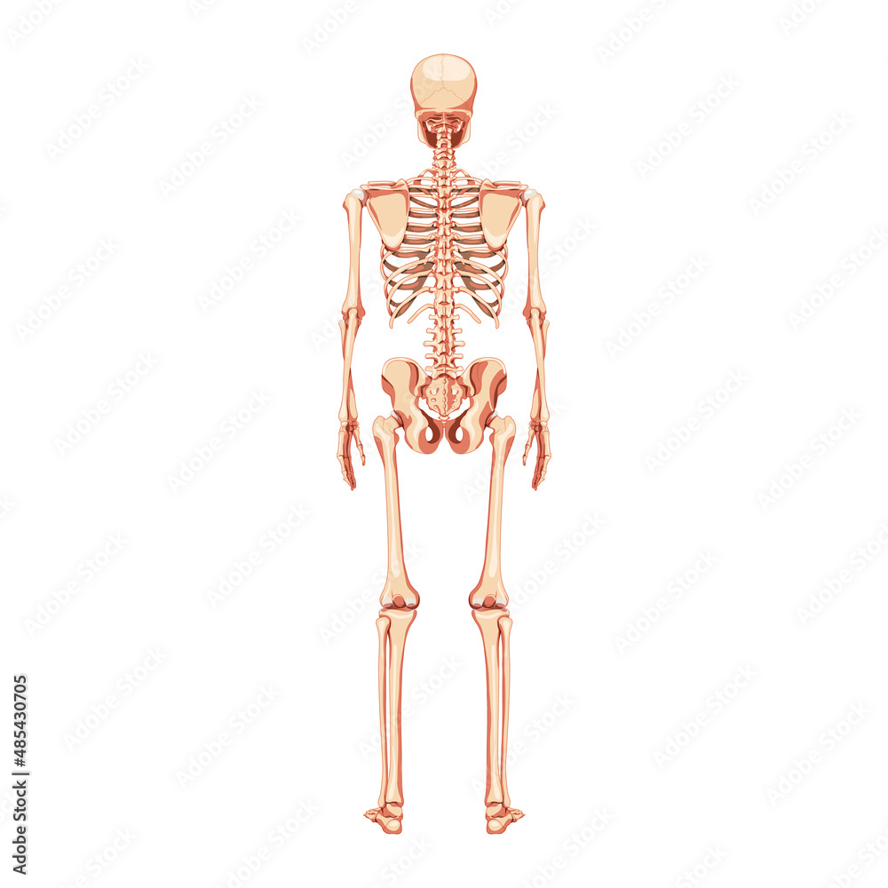 Skeleton Human back posterior view. Realistic flat natural color ...