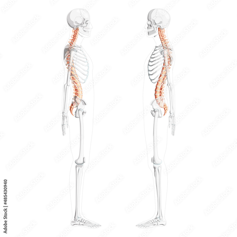 Human vertebral column side view with partly transparent skeleton ...