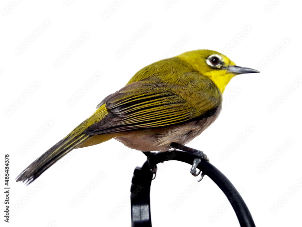 The yellow bird known as the Japanese white-eyed Zosterops japonicus ...