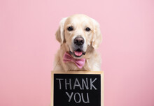 Cute Dog Thank You Card Free Stock Photo - Public Domain Pictures