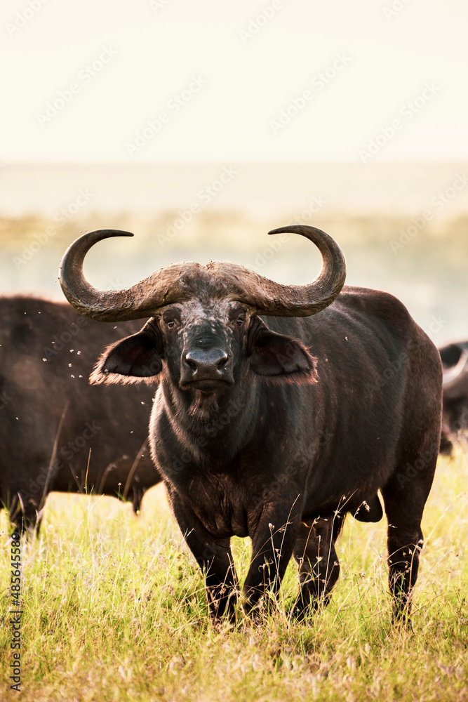 African Buffalo (Syncerus caffer aka Cape Buffalo) at El Karama Ranch ...