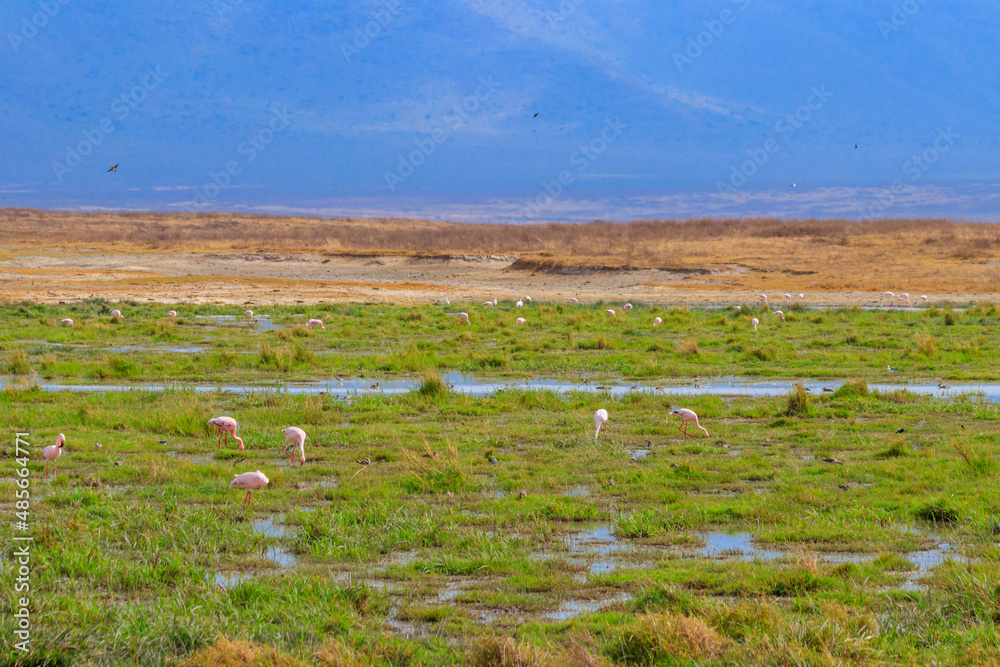 Lesser flamingo (Phoeniconaias minor) in Ngorongoro crater national ...