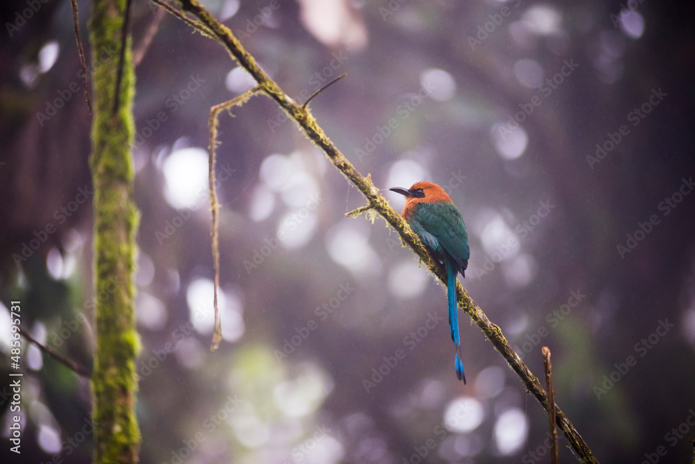 Bird in the Choco Rainforest, Ecuador. This area of jungle is the ...