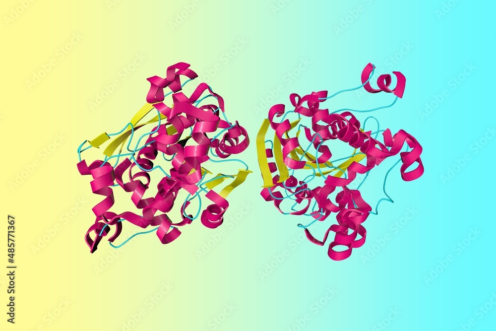 Crystal structure of human gastric lipase. Ribbons diagram in secondary ...