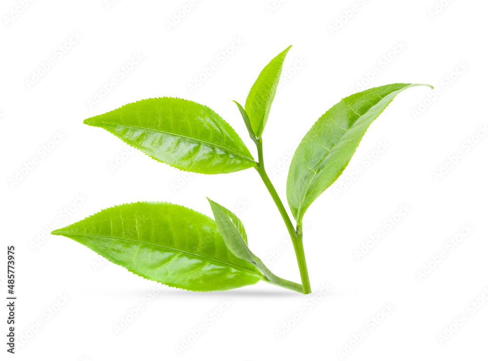 tea leaves isolated on white Stock Photo | Adobe Stock