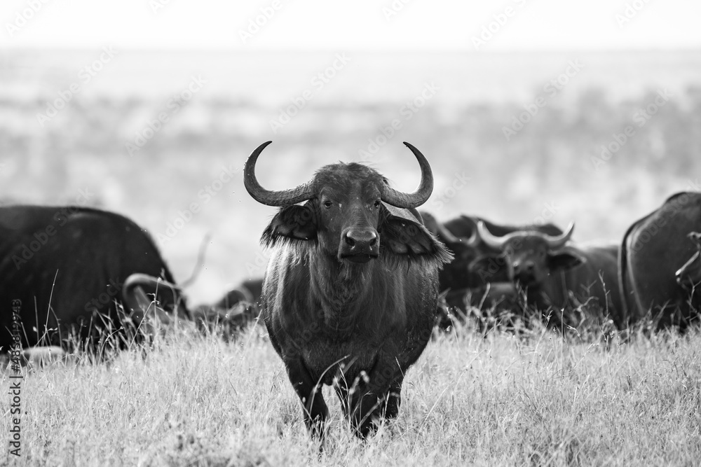 African Buffalo (Syncerus caffer aka Cape Buffalo) at El Karama Ranch ...