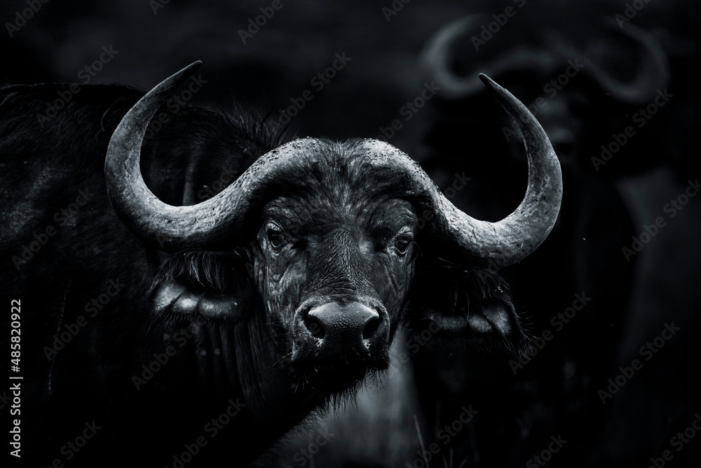 African Buffalo (Syncerus caffer aka Cape Buffalo) at El Karama Ranch ...