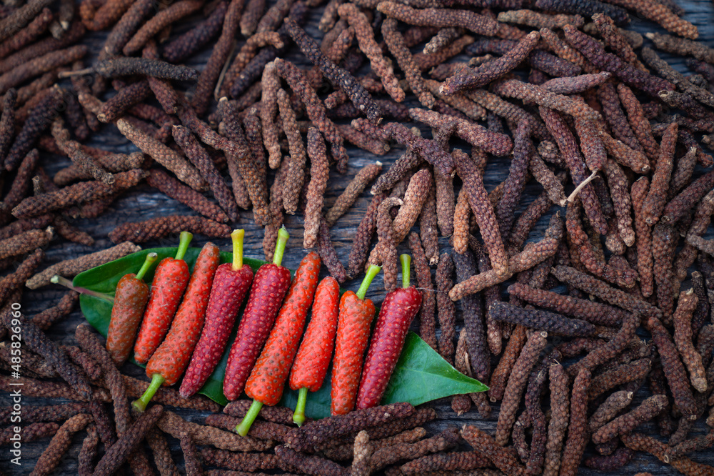 Long Pepper, Indian long pepper, Javanese long pepper (Piper ...