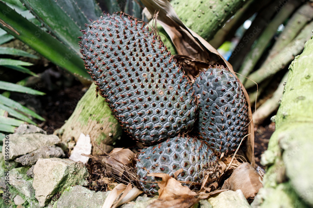 Seed of Pandanus reflexus is often referred to as a palm tree on stilts ...