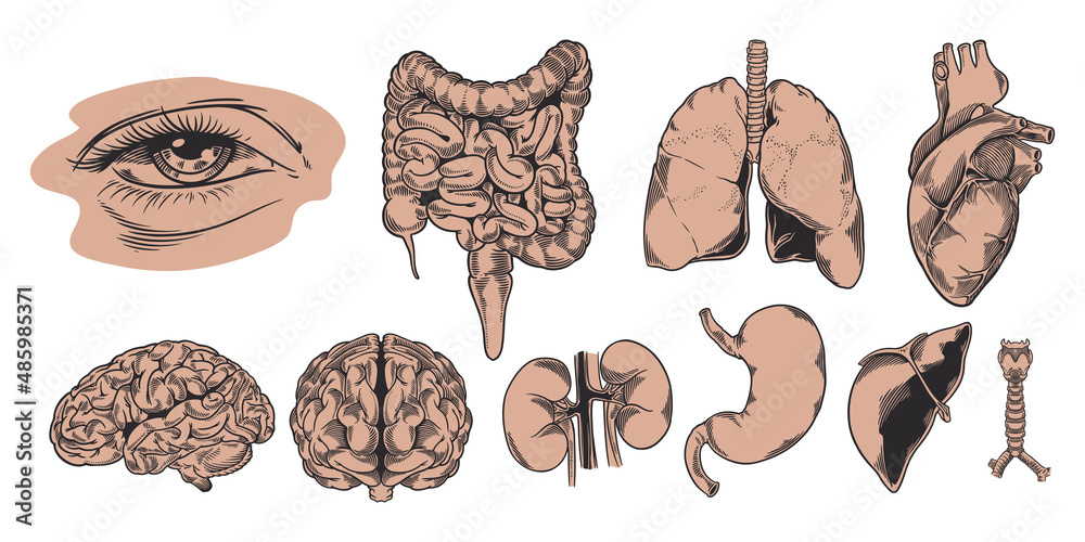 Set hand drawn of human anatomy. The study and structure of the ...