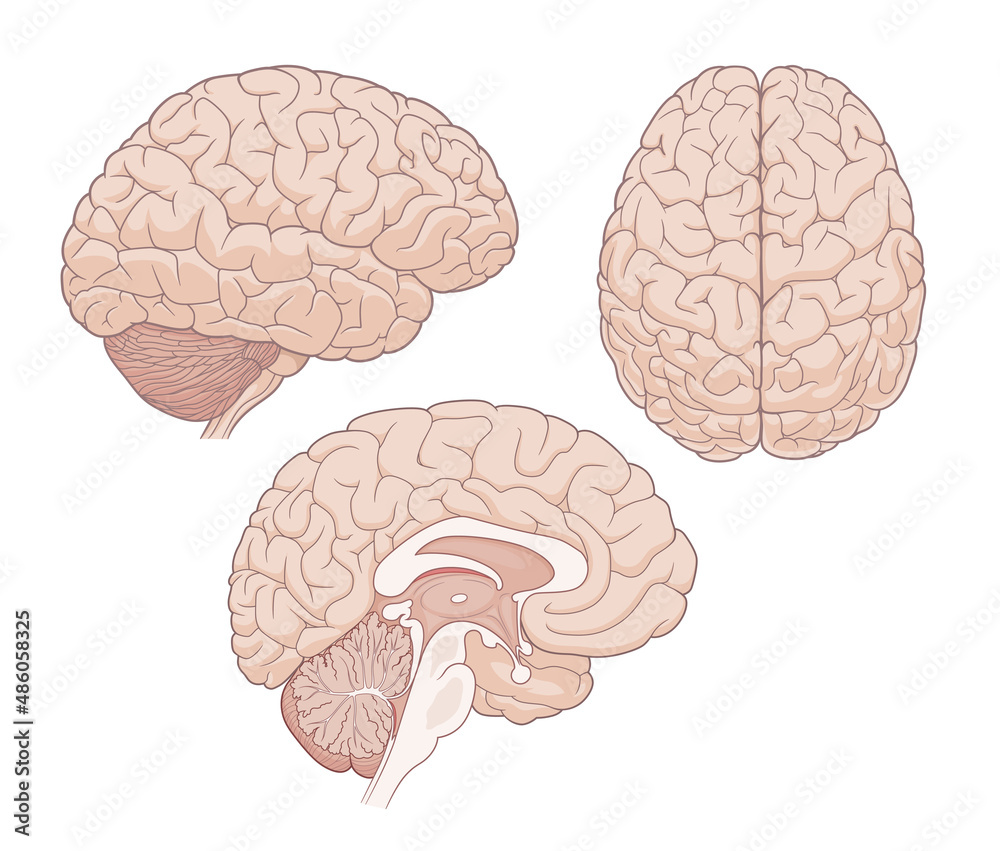 Image vectorielle Stock Human brain vector illustration. Top view, side ...