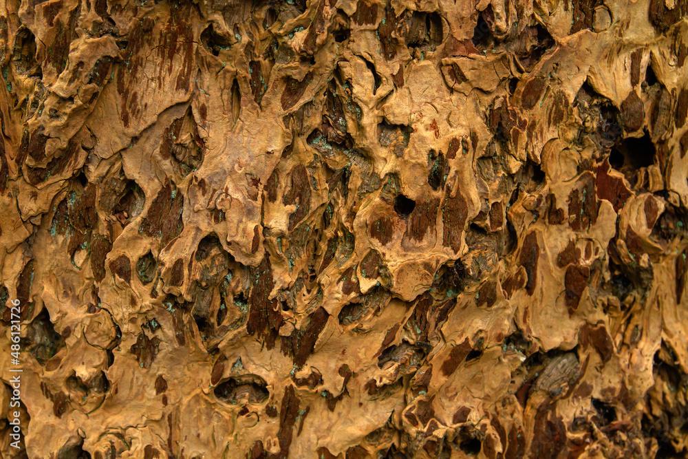 Giant redwood bark texture Stock Photo | Adobe Stock