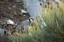 Chukar Bird In Brown Grass Free Stock Photo - Public Domain Pictures