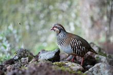 Chukar Bird In Brown Grass Free Stock Photo - Public Domain Pictures