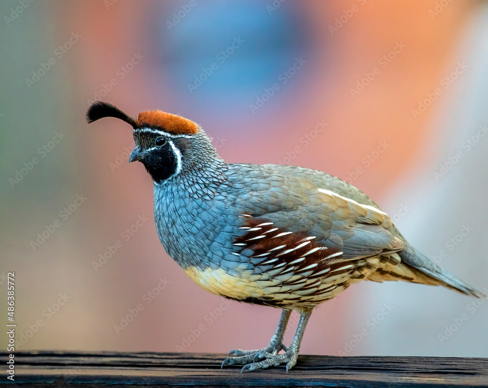 A Gambel's Quail portrait with a softly depicted Southwestern colored ...